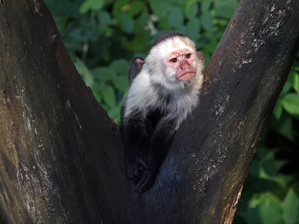 ᐈ Capuchin monkey stock images, Royalty Free capuchin monkey photos ...