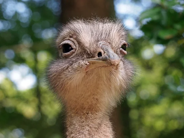 Lesser rhea Stock Photos, Royalty Free Lesser rhea Images | Depositphotos®