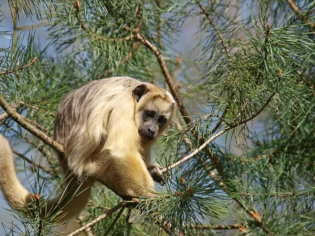 Howler Monkey on tree — Stock Photo © EBFoto #62384255