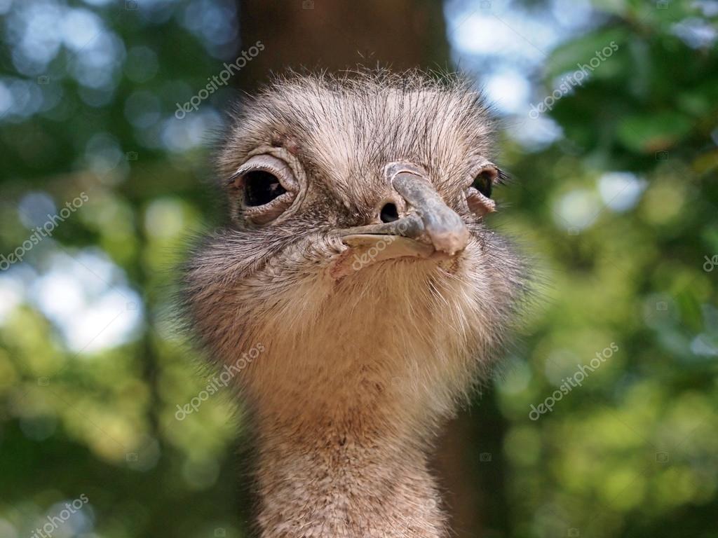 Portrait of a common Rhea Stock Photo by ©EBFoto 62387039