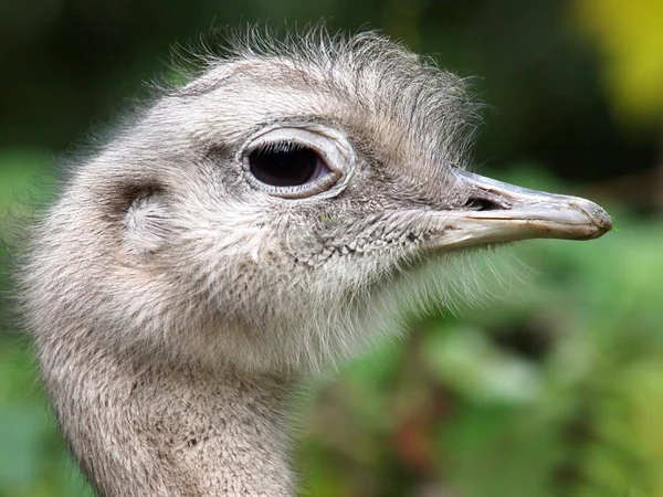 Portrait of a common Rhea Stock Photo by ©EBFoto 62387039