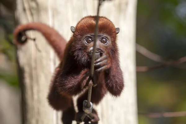 Constipated Howler Monkey