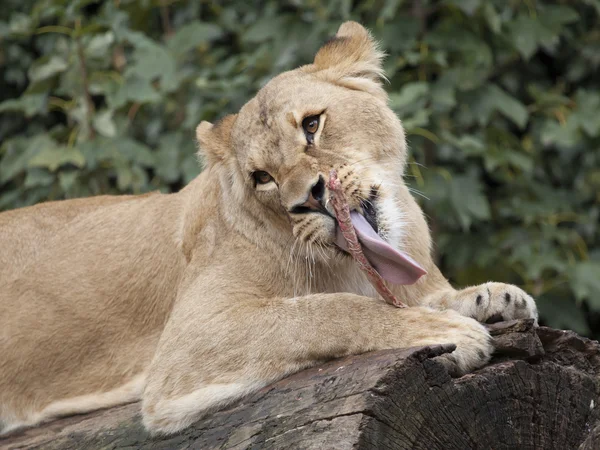 Lion and lioness eating meat — Stock Photo © GUDKOVANDREY #95468860