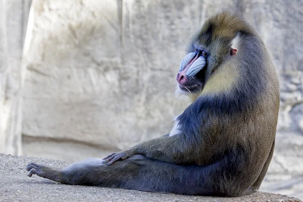 Mandrillus Stock Photos, Royalty Free Mandrillus Images | Depositphotos®