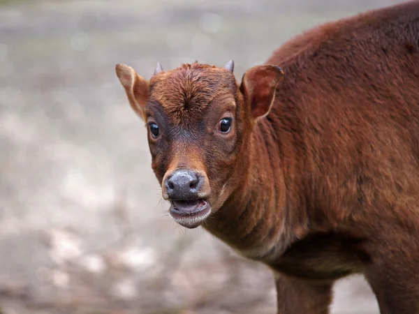 Anoa dataran rendah Stock Photos, Royalty Free Anoa dataran rendah ...