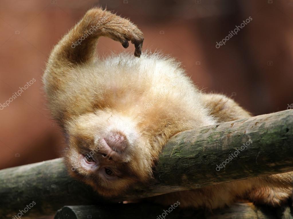 Berber Monkey — Stock Photo © EBFoto #62582087