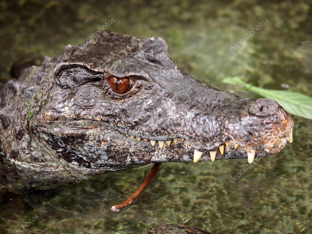 Dwarf Caiman Stock Photo by ©EBFoto 62584935