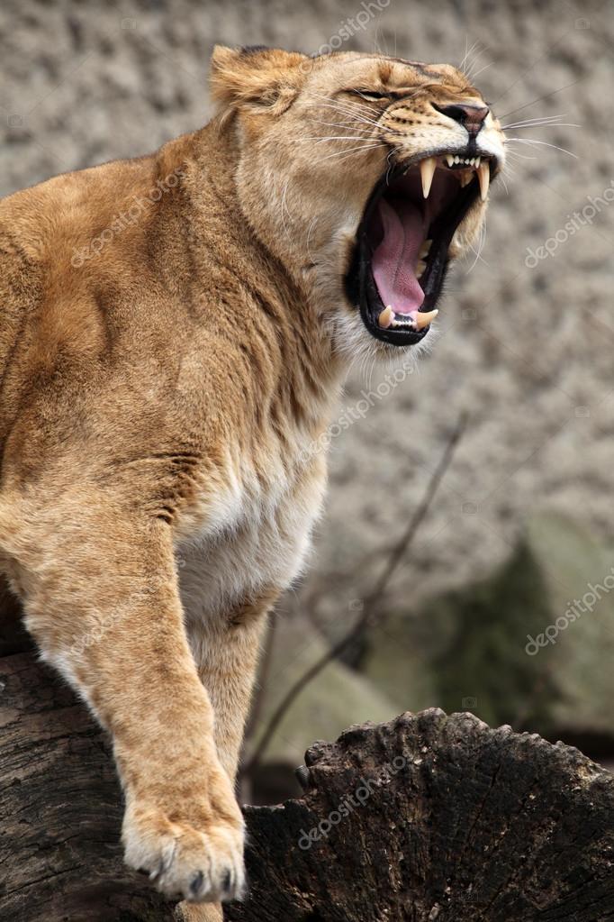 Lioness Growling