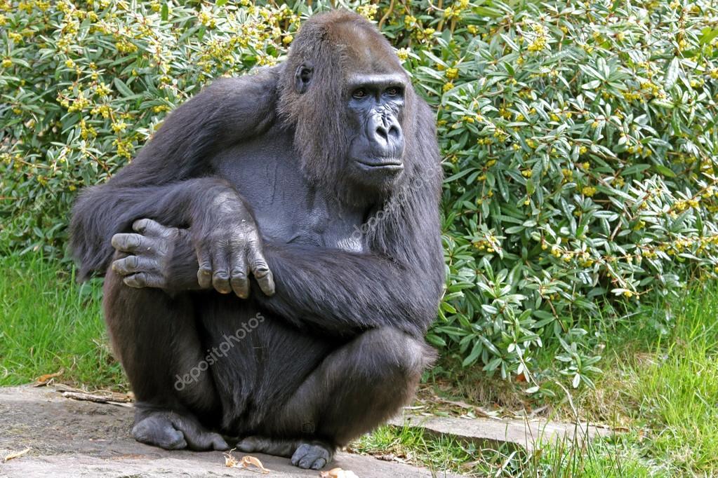 kayalıklarda oturan goril — Stok Foto © EBFoto #73107923