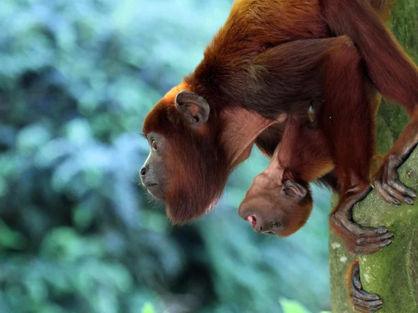 Constipated Howler Monkey