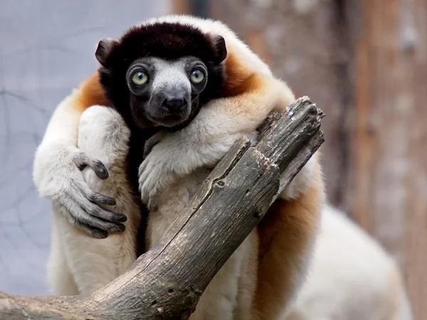 Sifaka Stock Photos, Royalty Free Sifaka Images | Depositphotos