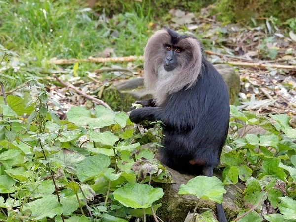 Photos: simhavalan kurangu | Simhavalan kurangu - Lion tailed macaque ...