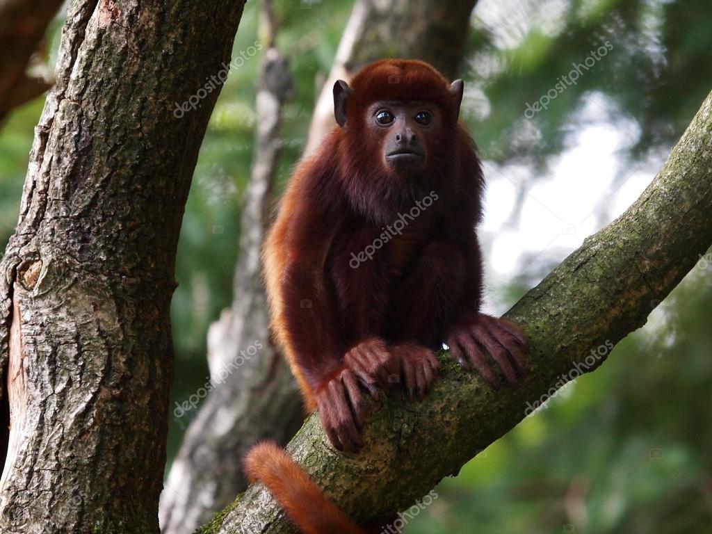 Howler monkey on tree Stock Photo by ©EBFoto 78791324