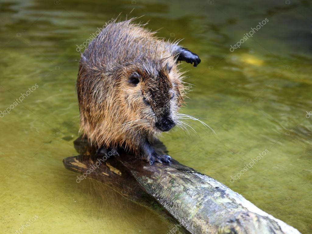 Beaver rat near water — Stock Photo © EBFoto #83023908
