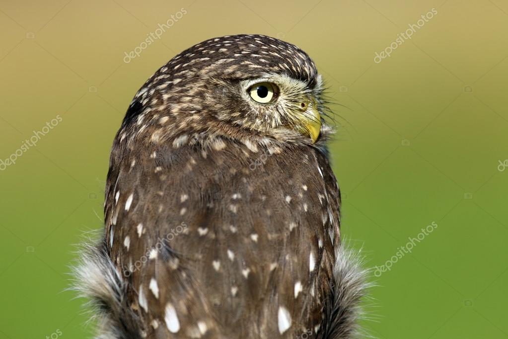 Pygmy Owl Flying