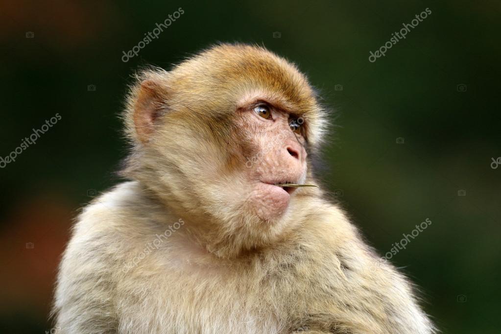 Cute macaca sylvanus Stock Photo by ©EBFoto 90675364