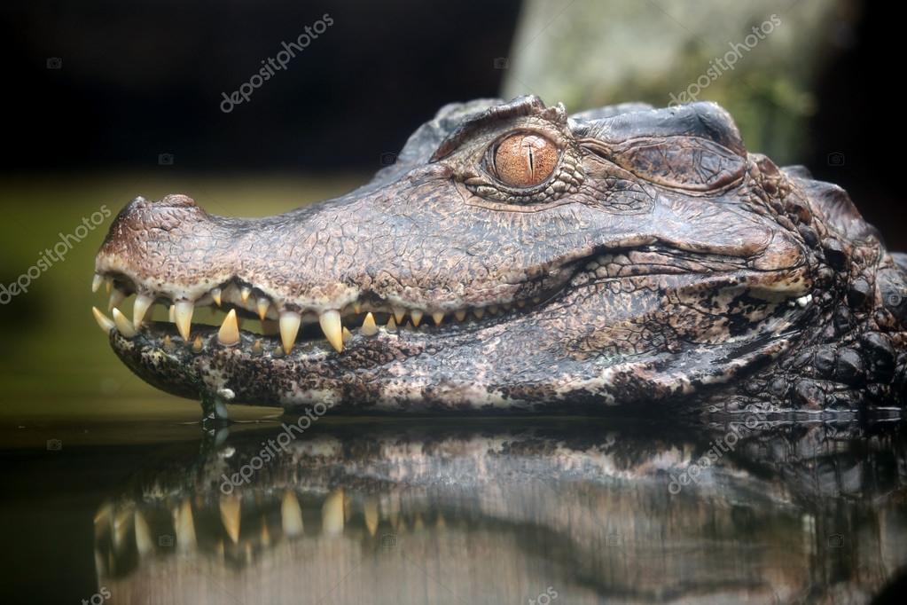 Dwarf Caiman head in water — Stock Photo © EBFoto #91618092