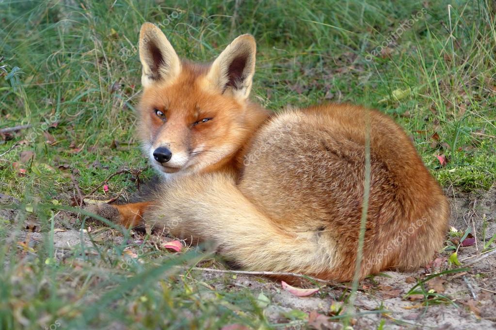 Fox lying down | Cute Fox Lying Grass — Stock Photo © EBFoto #94989194