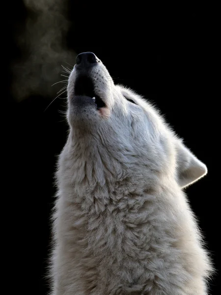 Howling wolf Stock Photos, Royalty Free Howling wolf Images | Depositphotos