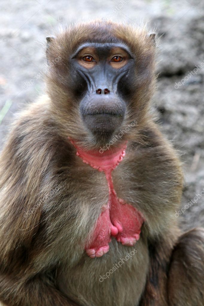 Female Gelada monkey Stock Photo by ©EBFoto 97933836