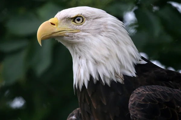 Wild Bald Eagle Gulps Fish Tail Its Beak Banks Chilkat Stock Photo by ...