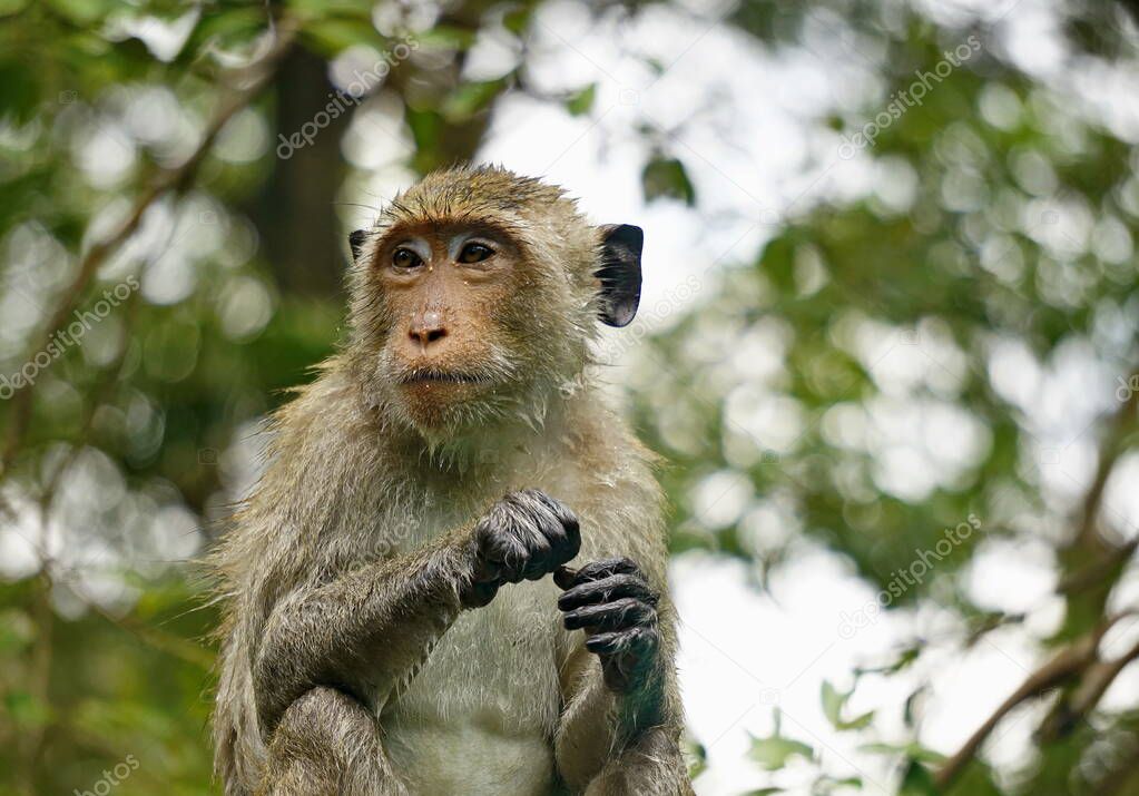 El mono pensó en la vida. Los macacos constituyen un género (Macaca) de ...