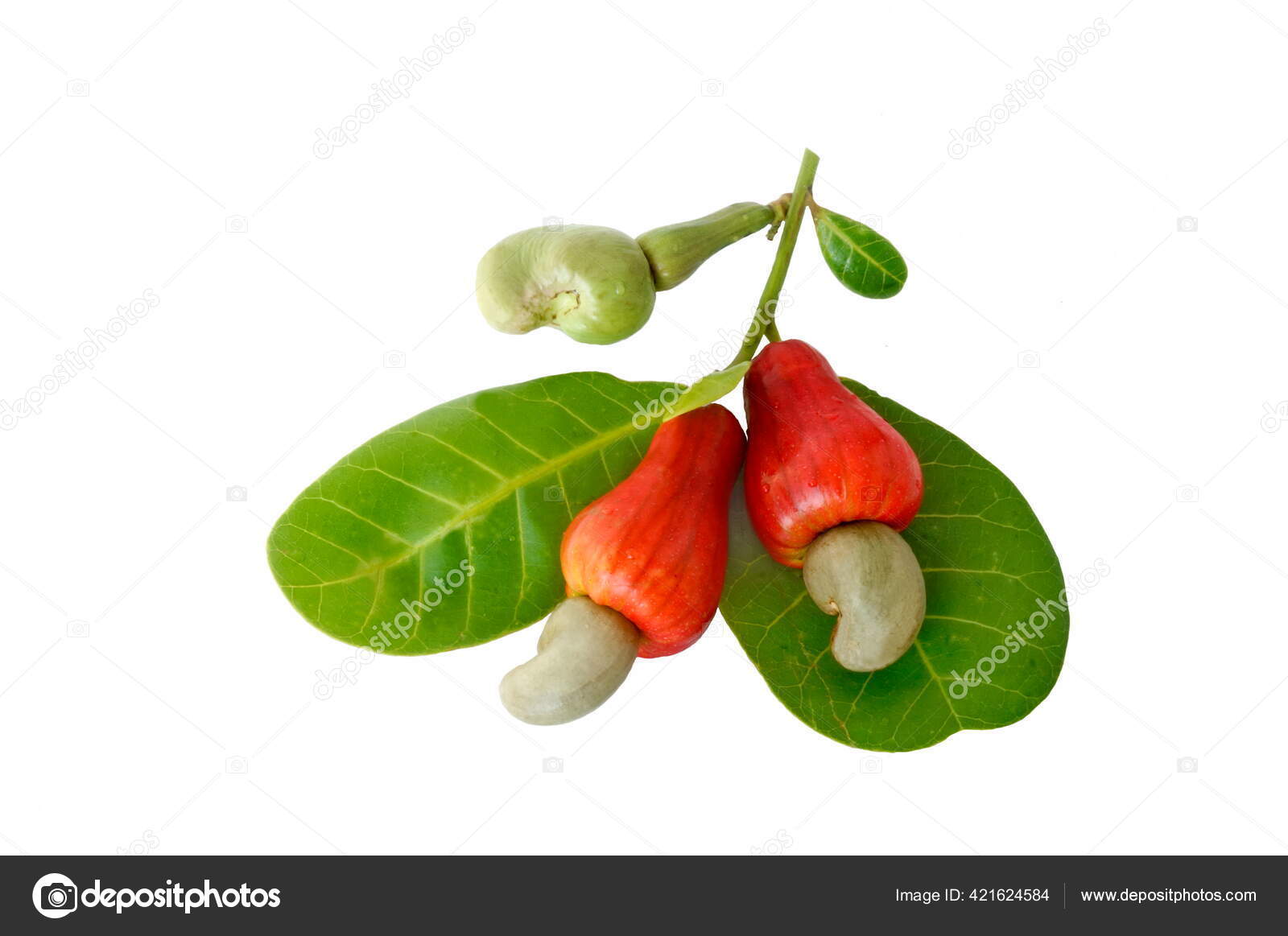 Anacardo Anacardium Occidentale Árbol Tropical Siempreverde Que Produce ...