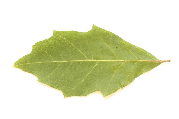 Ho leaf Stock Photos, Royalty Free Ho leaf Images | Depositphotos