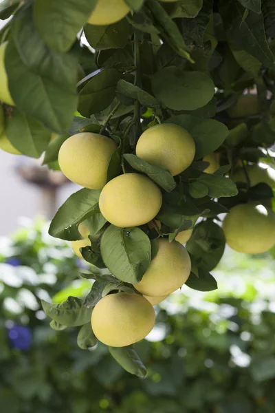 Grapefruit tree - Stock Image - Everypixel
