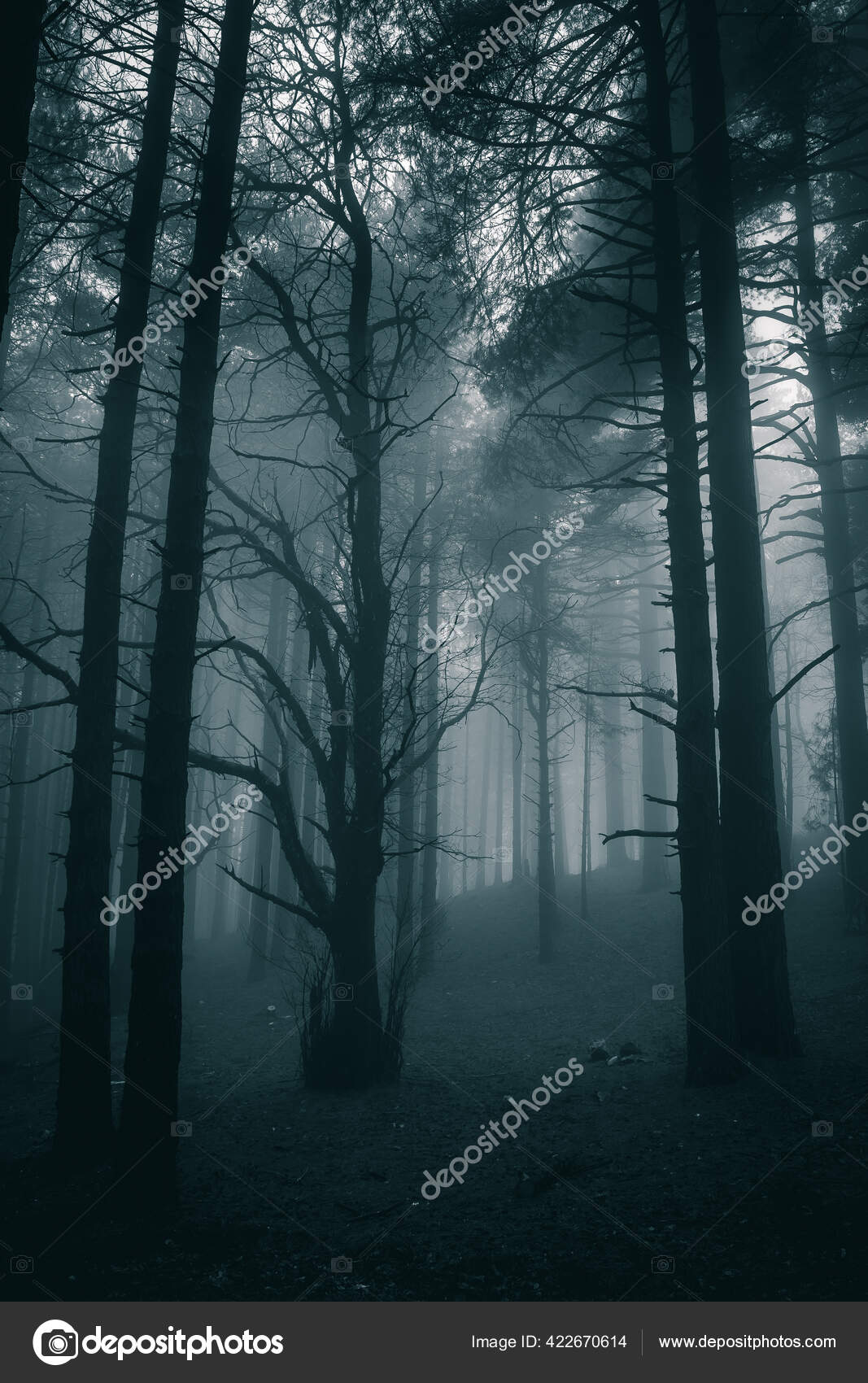 Very Mysterious Desolate Atmosphere Gloomy Day Dark Woods Thick Fog ...