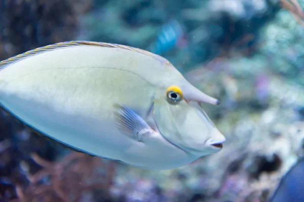 Purdy fish swimming in marine aquarium — Stock Photo © magone #185486914