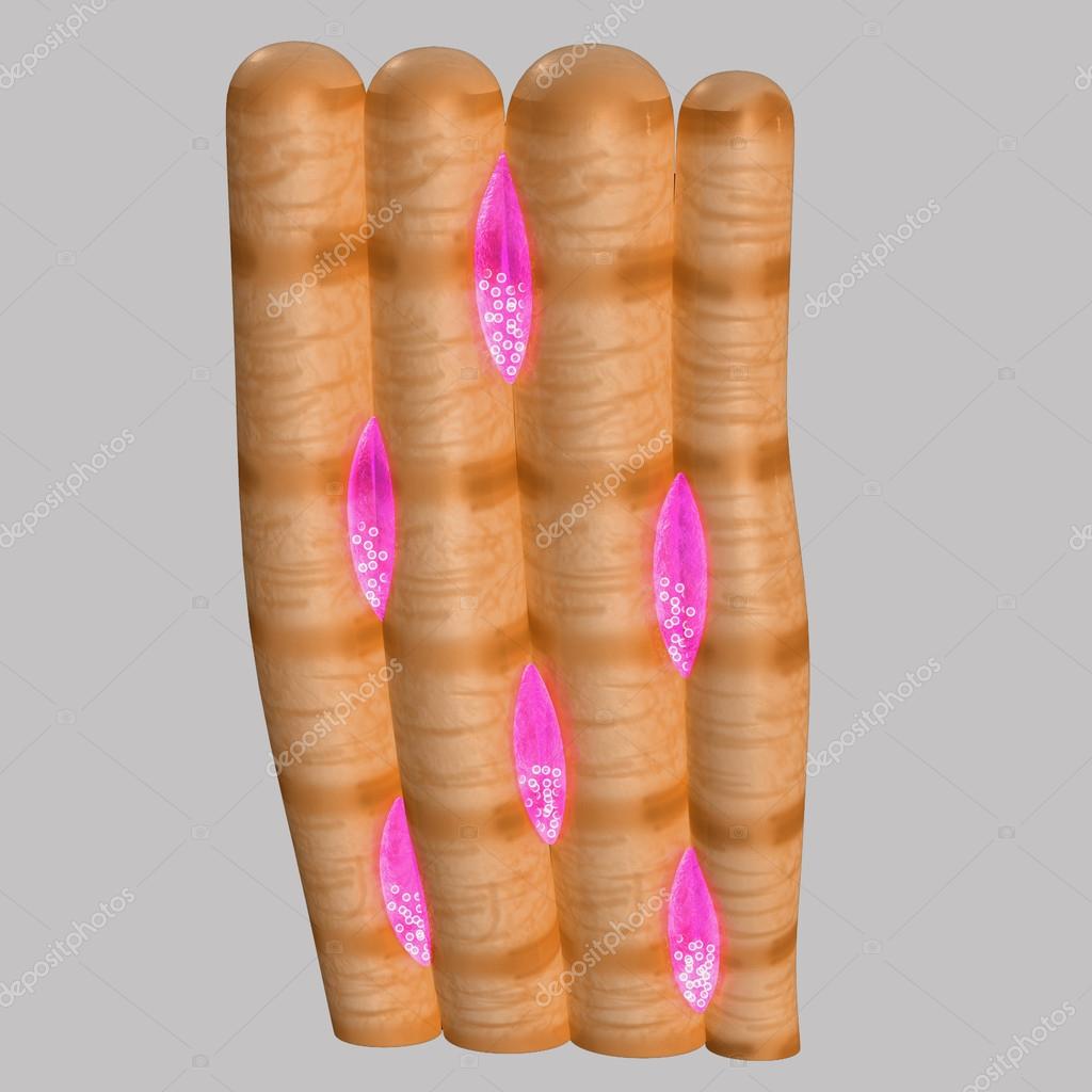 Cardiac muscle Stock Photo by ©Edustock 64839219