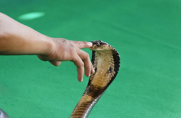 Cobra snake Stock Photos, Royalty Free Cobra snake Images | Depositphotos