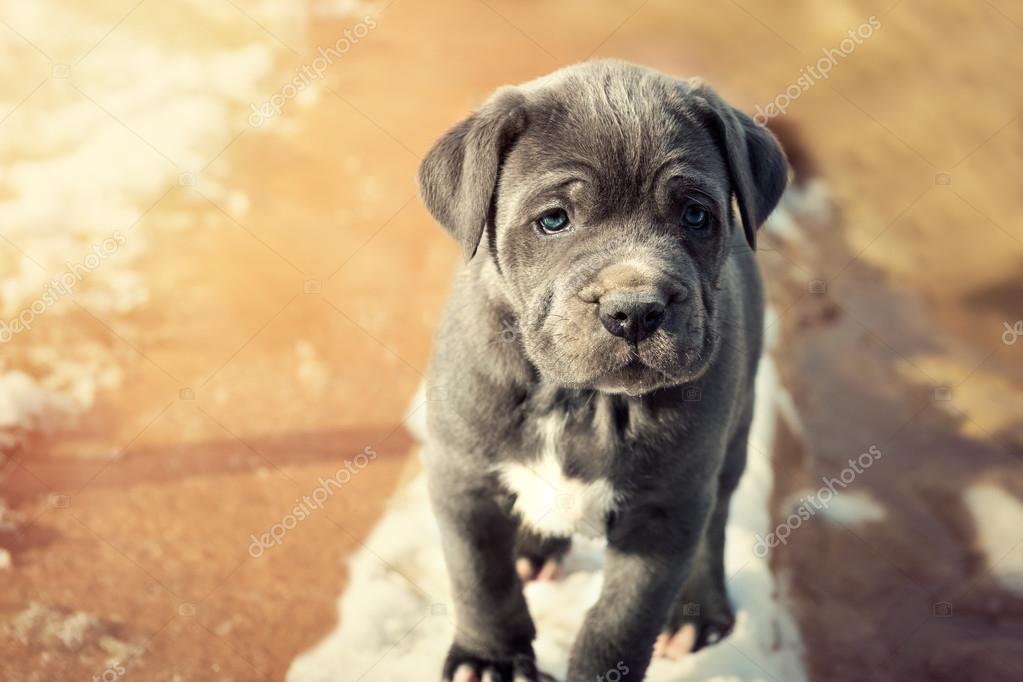 Blue Mastiff Puppy