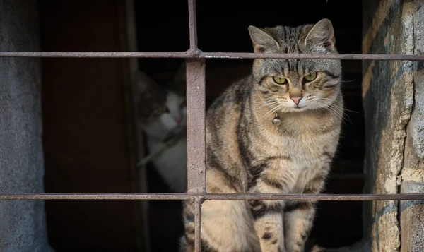 Scared cats behind bars — Stock Photo © andreaobzerova #71408187