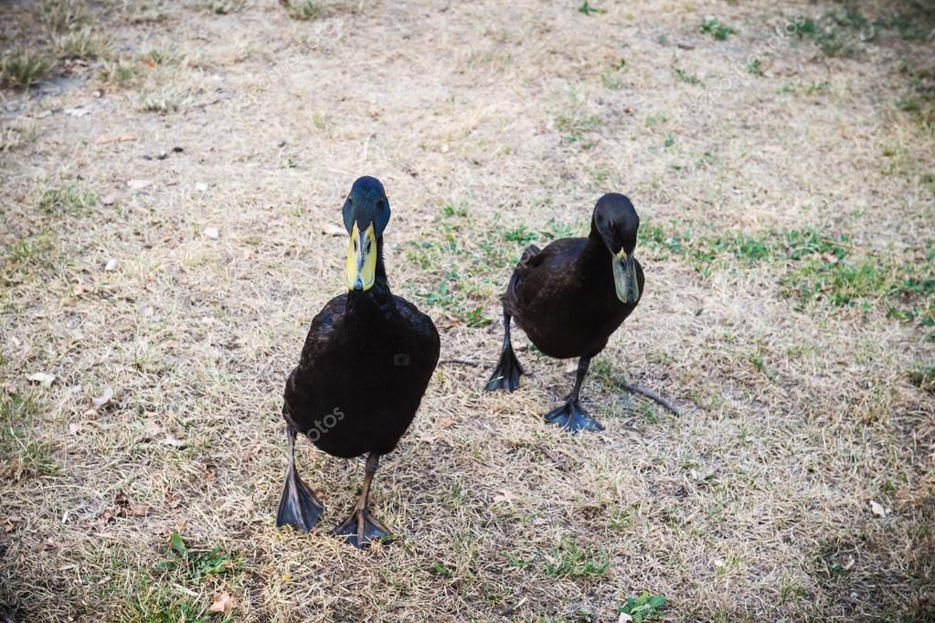 Black Male Indian Runner Ducks Stock Photo by ©andreaobzerova 84934156