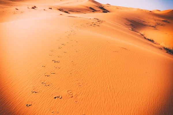 Camel footprint Stock Photos, Royalty Free Camel footprint Images ...