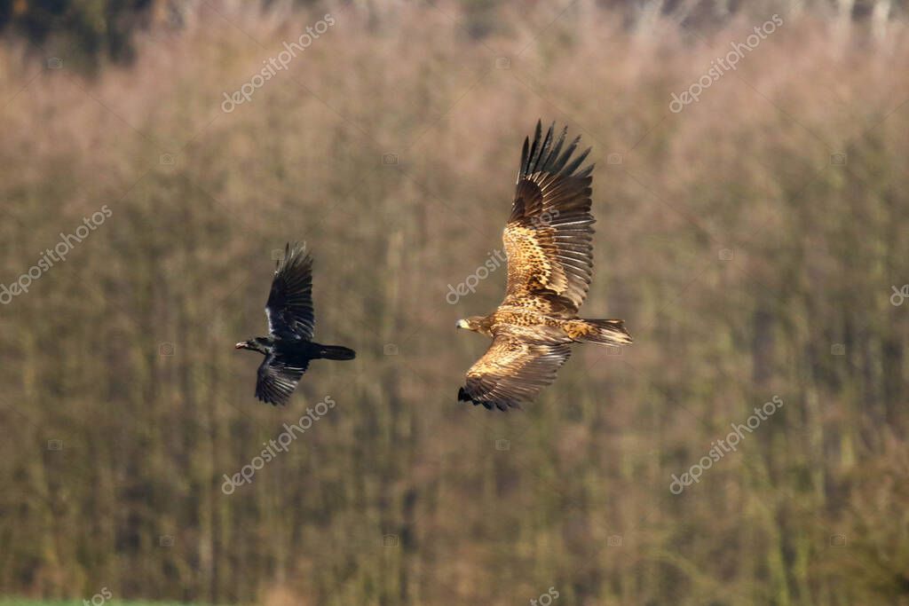 Aves de rapiña en vuelo orzel bielik i kruk 2022