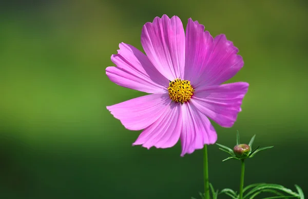 Deposiphotos images libres de droit, photos de Deposiphotos | Depositphotos