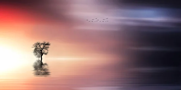 Solitude tree with birds Stock Photo by ©besmirhamiti 96171414
