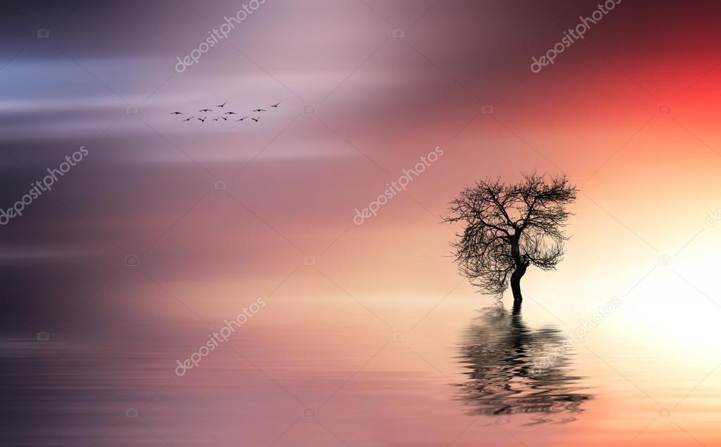 Solitude tree with birds Stock Photo by ©besmirhamiti 96171414