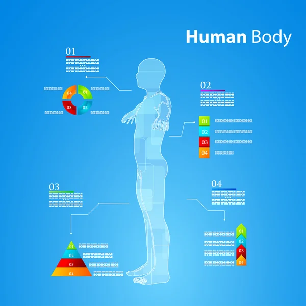 Infographics Human Body Anatomy — Stock Vector © ponomarenko #69617727