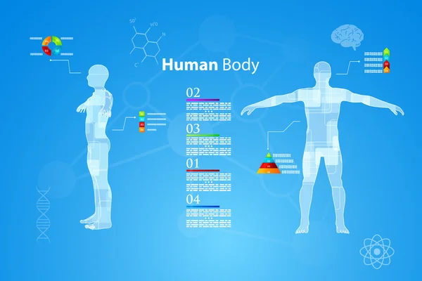 Infographics Human Body Anatomy — Stock Vector © ponomarenko #69620861