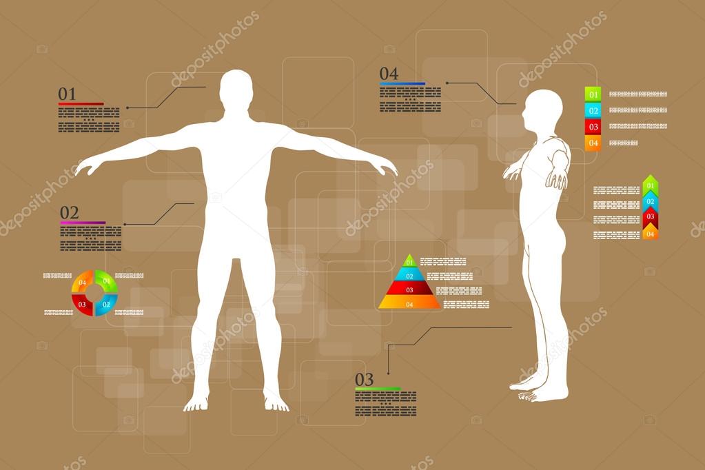 Infographics Human Body Anatomy — Stock Vector © ponomarenko #69617727