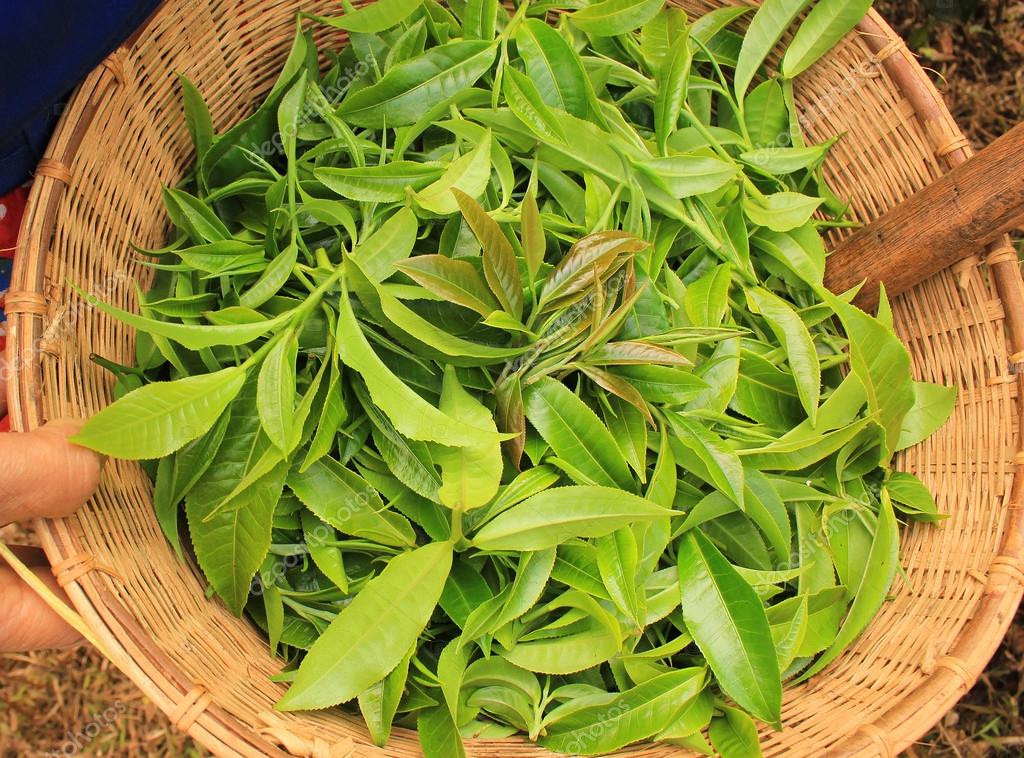 Fresh Tea Leaves