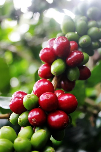 Coffee branch Images - Search Images on Everypixel