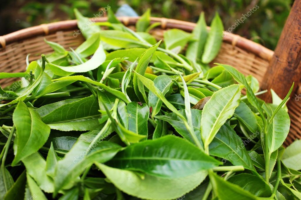 Fresh Tea Leaves