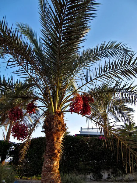 Palm tree israel Stock Photos, Royalty Free Palm tree israel Images ...