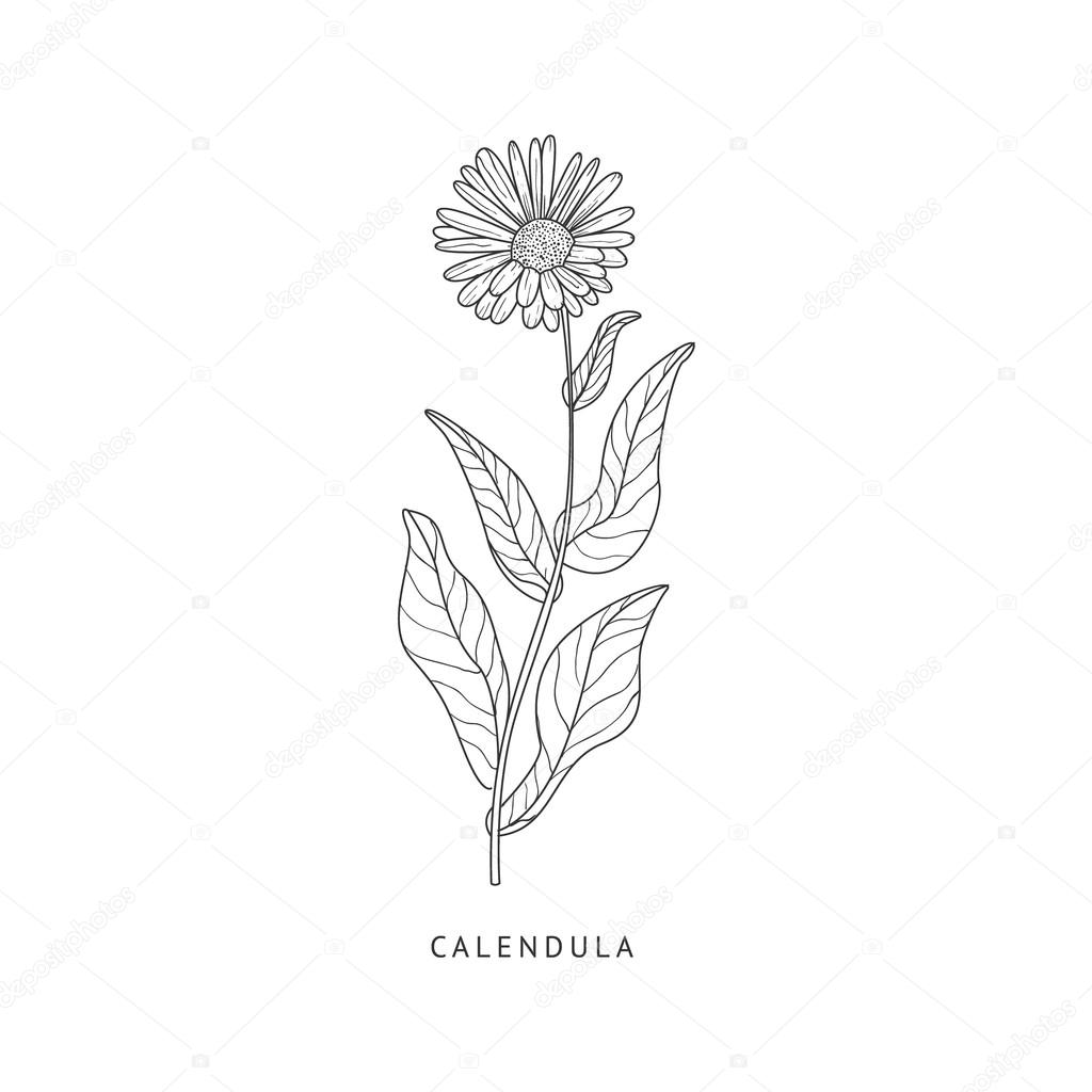 Calendula Hand Drawn Realistic Sketch Stock Vector by ©TopVectors 117662048