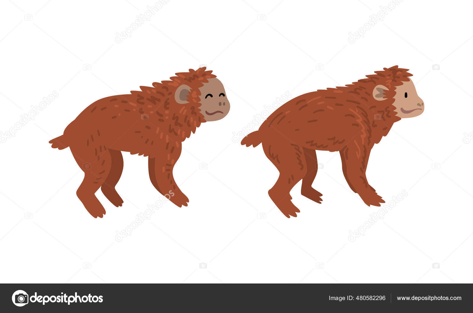 Monkey or Primate as Human Evolution Stage and Gradual Development ...